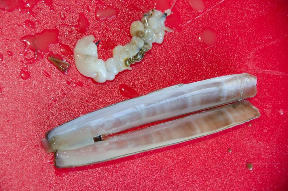 Razorfish baits - Talk Sea Fishing