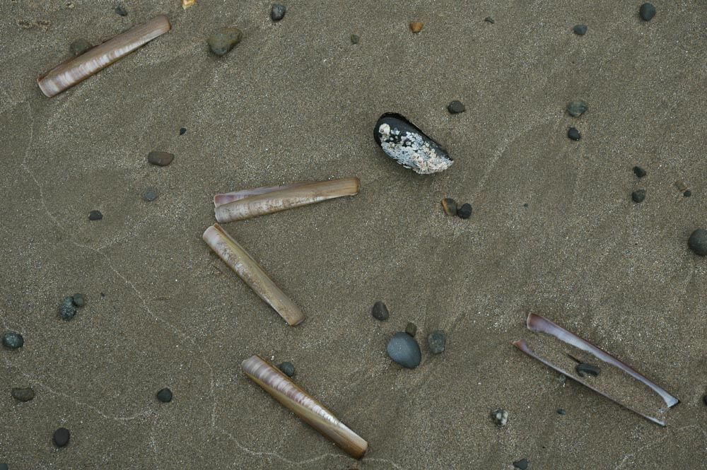 Razorfish baits - Talk Sea Fishing