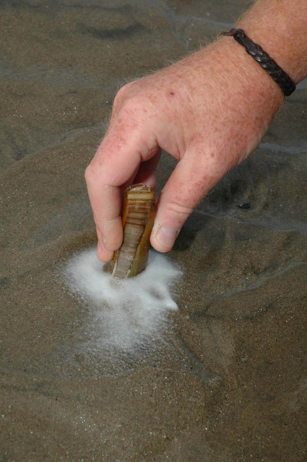 Razorfish baits - Talk Sea Fishing