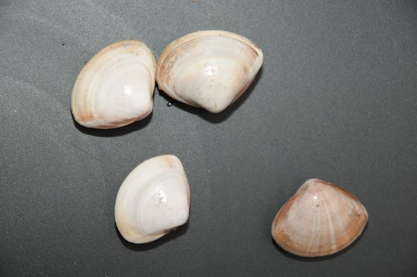 Cockles - Talk Sea Fishing