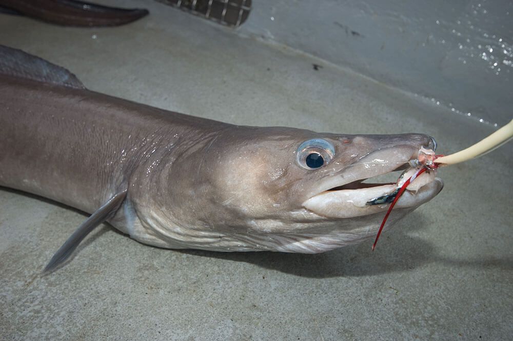 Boat fishing for conger eel - Talk Sea Fishing