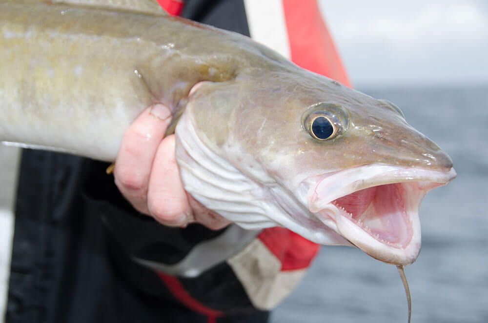 Boat fishing for ling - Talk Sea Fishing
