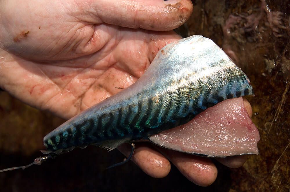 Boat fishing for tope - Talk Sea Fishing