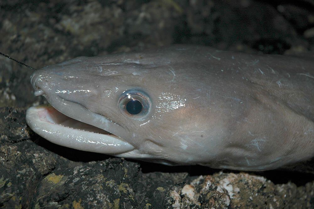 Shore fishing for conger - Talk Sea Fishing - The Home of UK Sea Angling