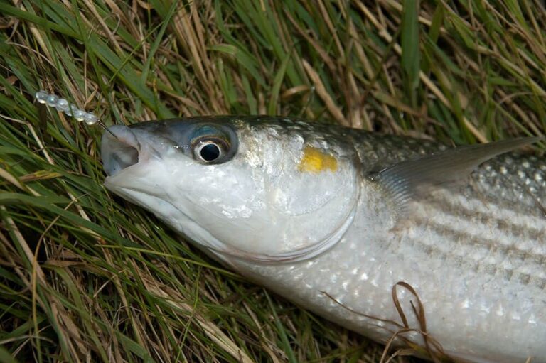 Mullet Fishing: How to catch mullet | Species Tactics | Talk Sea Fishing