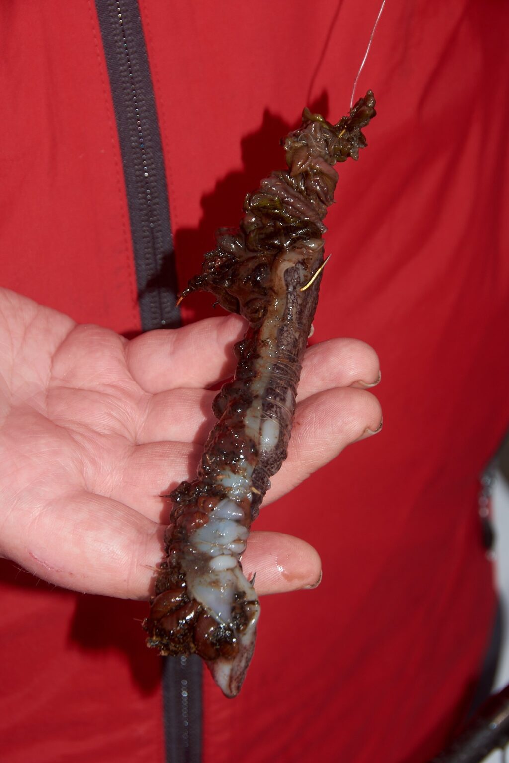 Cod Fishing - How to Catch Cod | Talk Sea Fishing