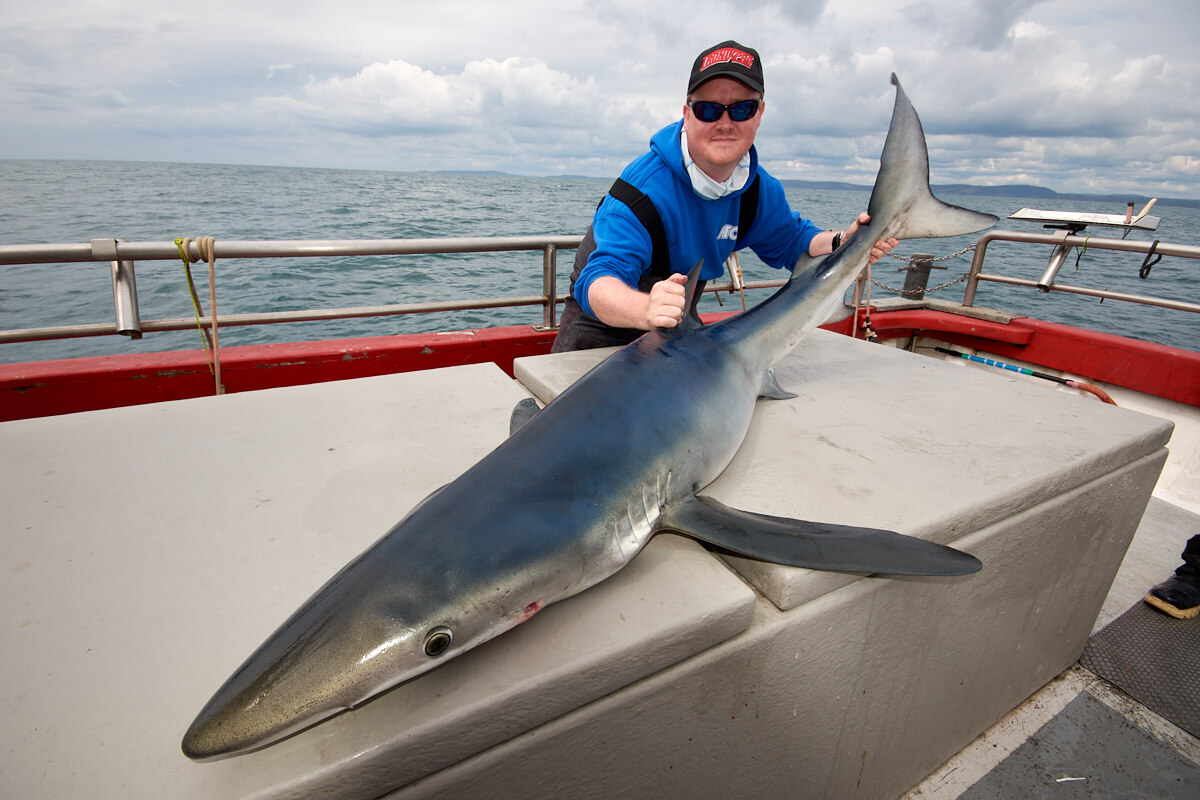 Blue Shark Fishing: How to catch blue shark | Talk Sea Fishing