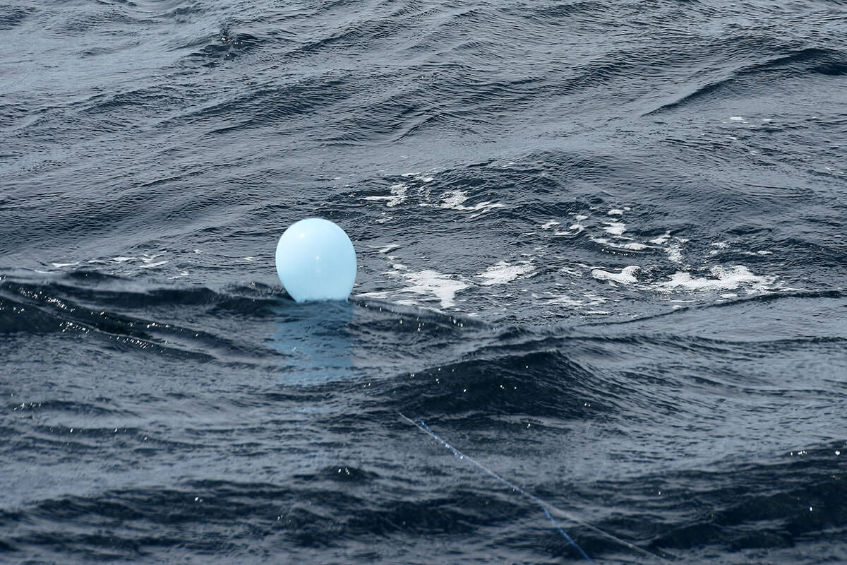 Blue Shark Fishing: How to catch blue shark | Talk Sea Fishing