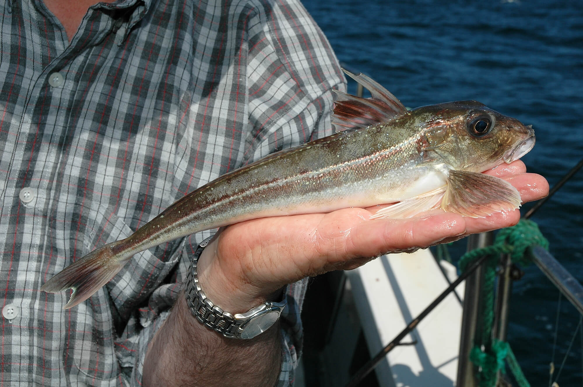 Gurnard Fishing | How to catch gurnards | Talk Sea Fishing