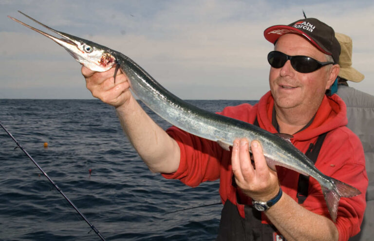 How to catch garfish - Talk Sea Fishing