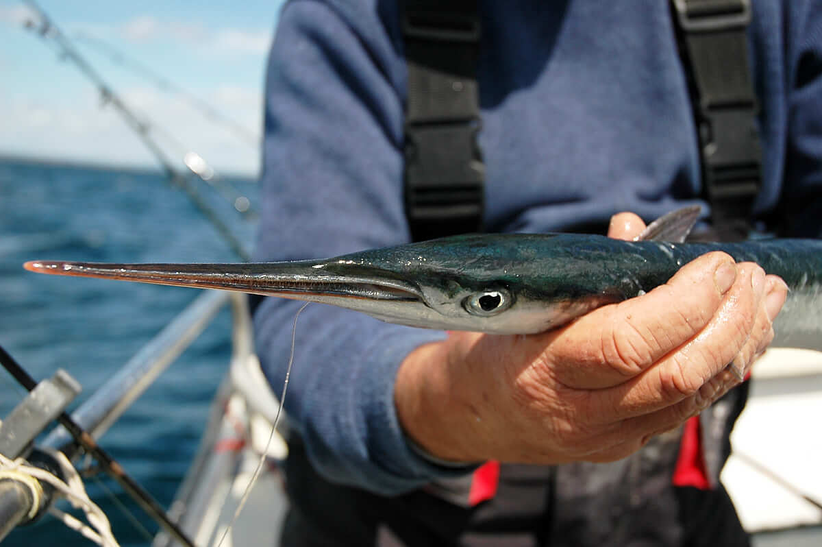How to catch garfish - Talk Sea Fishing - The Home of UK Sea Angling