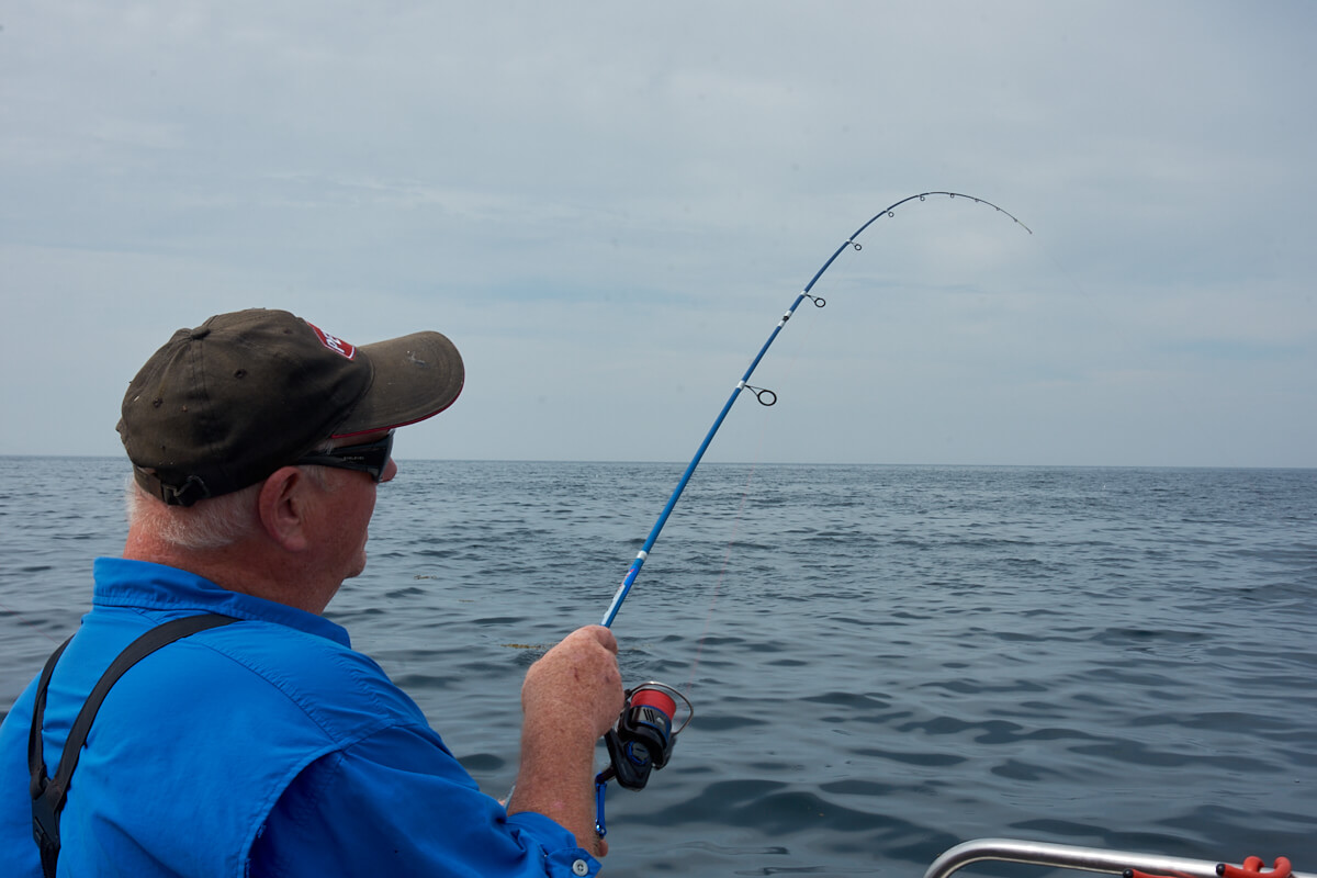 How to catch black bream - Talk Sea Fishing