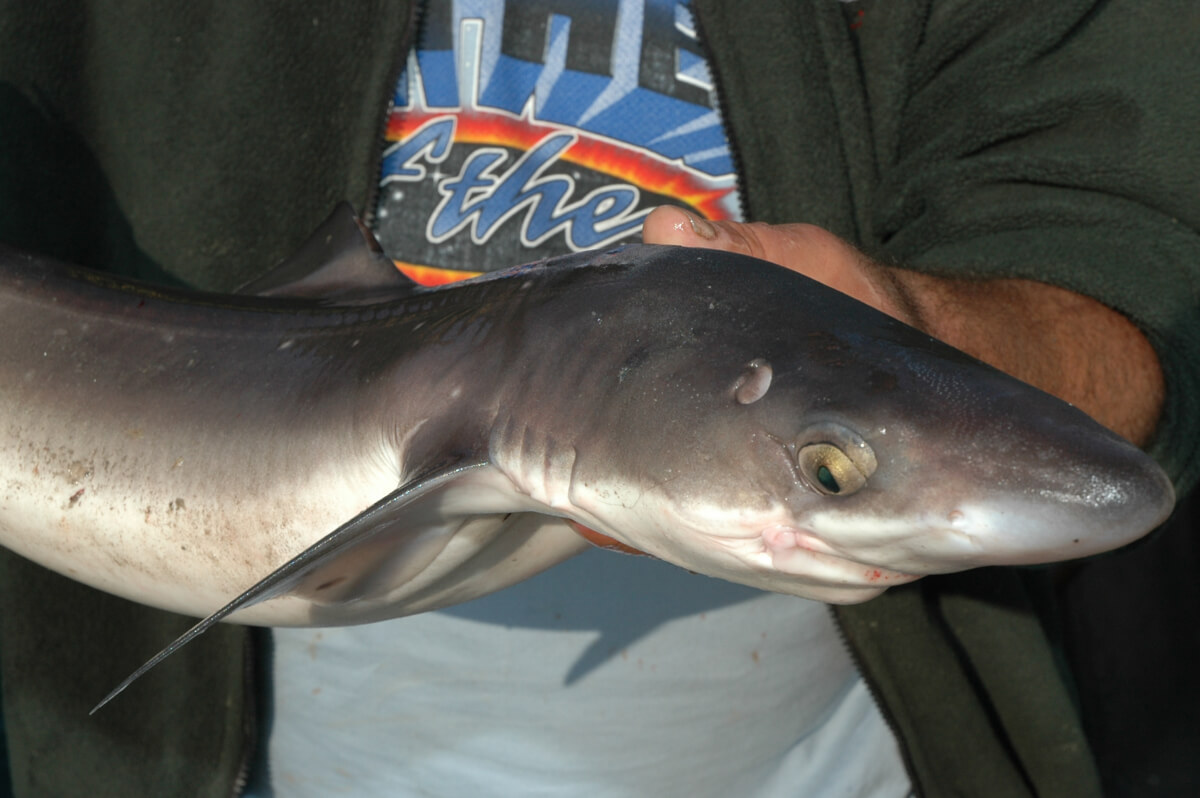 How to catch spurdog - Talk Sea Fishing