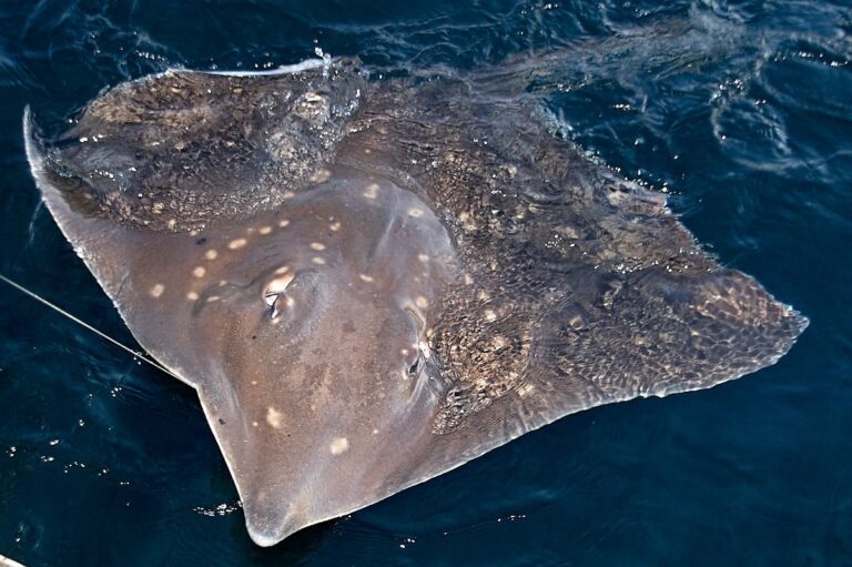 Common Skate | How To Catch Guide | Talk Sea Fishing