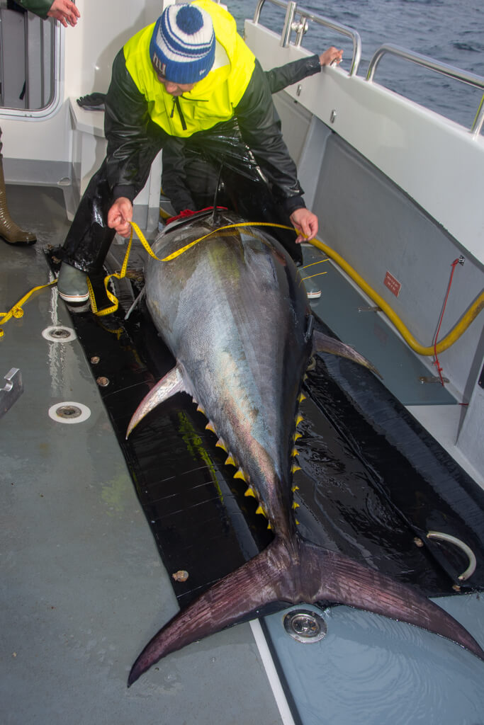 Bluefin Tuna Fishing – In Search of Ocean Giants - Talk Sea Fishing ...